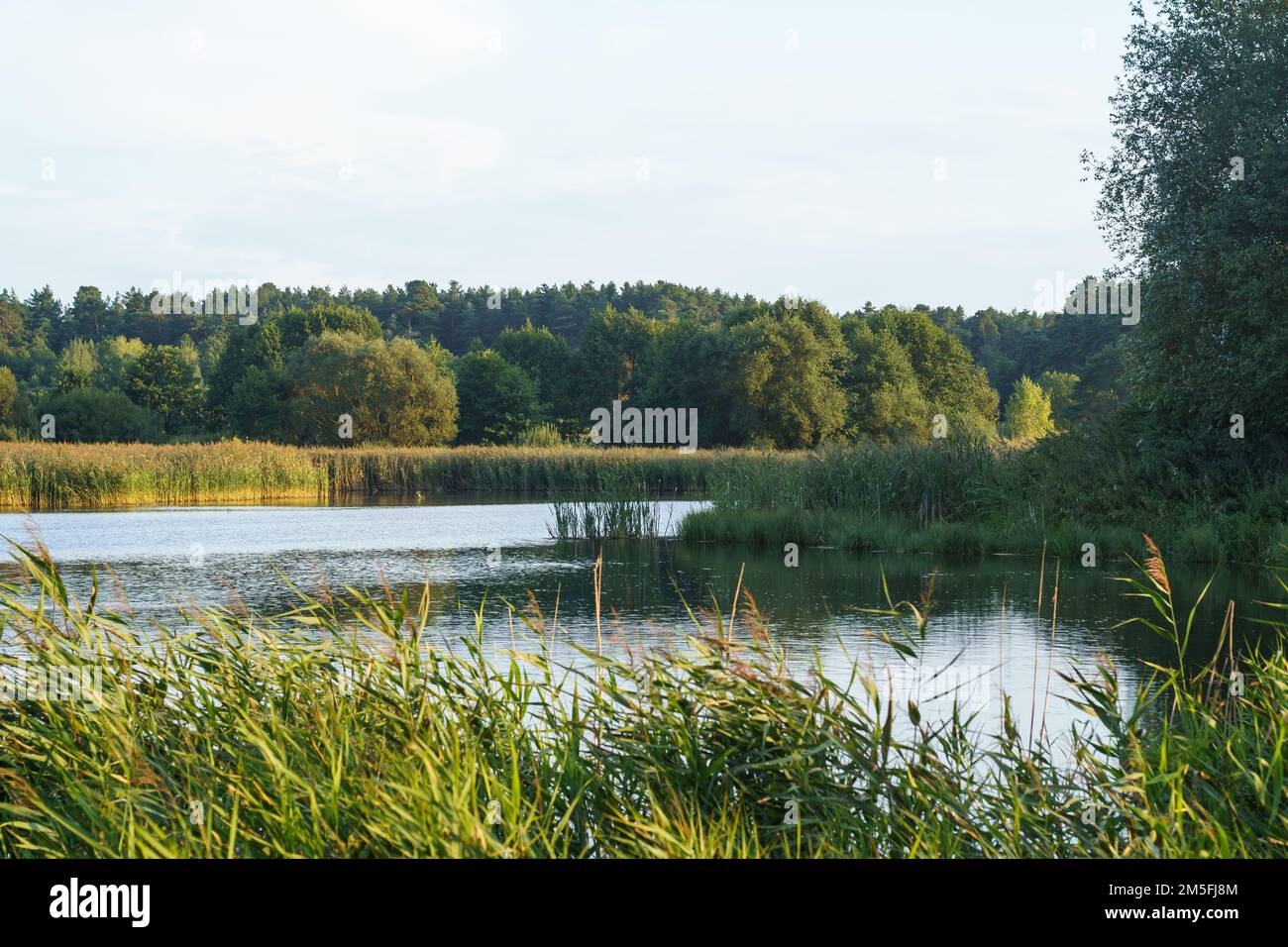 Picturesque lake or river overgrown with bulrush on sunny day. Blue ...