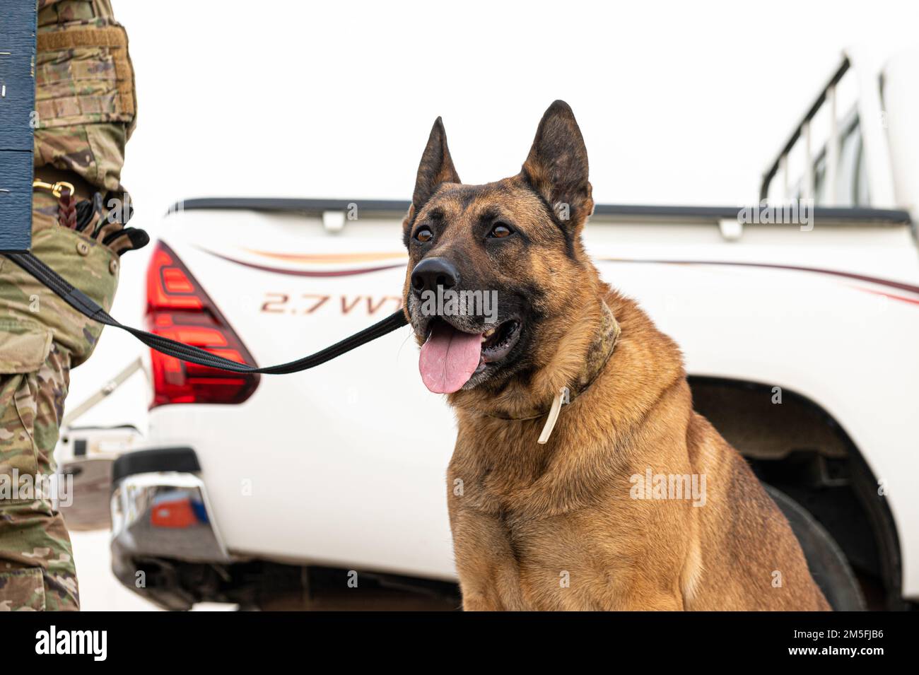 Security forces k9 handler dog hi-res stock photography and images - Alamy