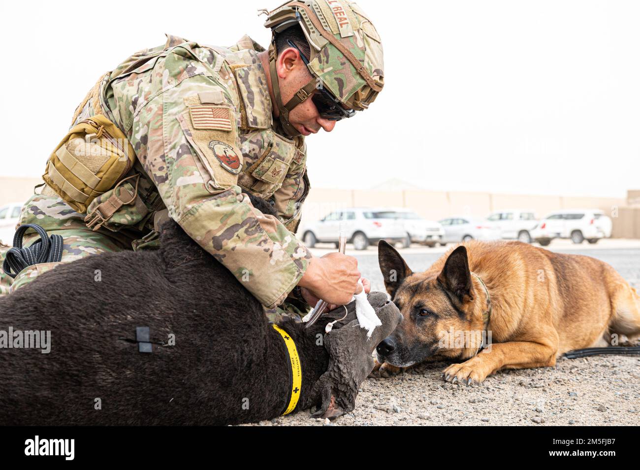 Security forces k9 handler dog hi-res stock photography and images - Alamy