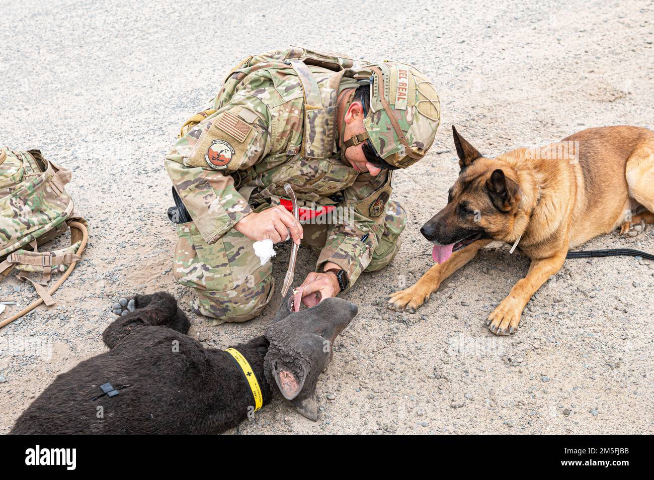 Security forces k9 handler dog hi-res stock photography and images - Alamy