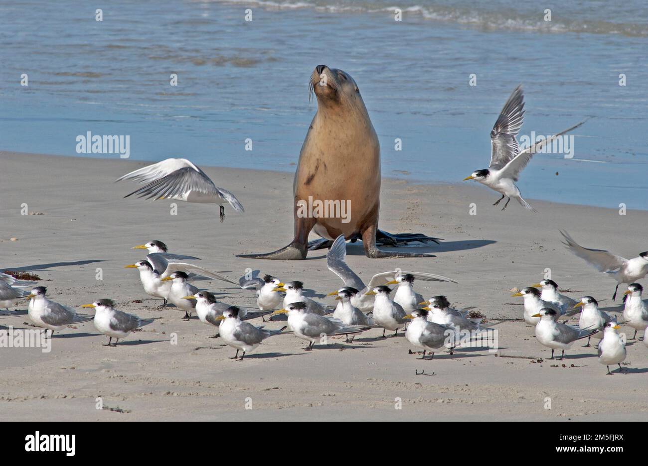 South Australia Kangaroo island Seal Bay Australian sea lion colony ...