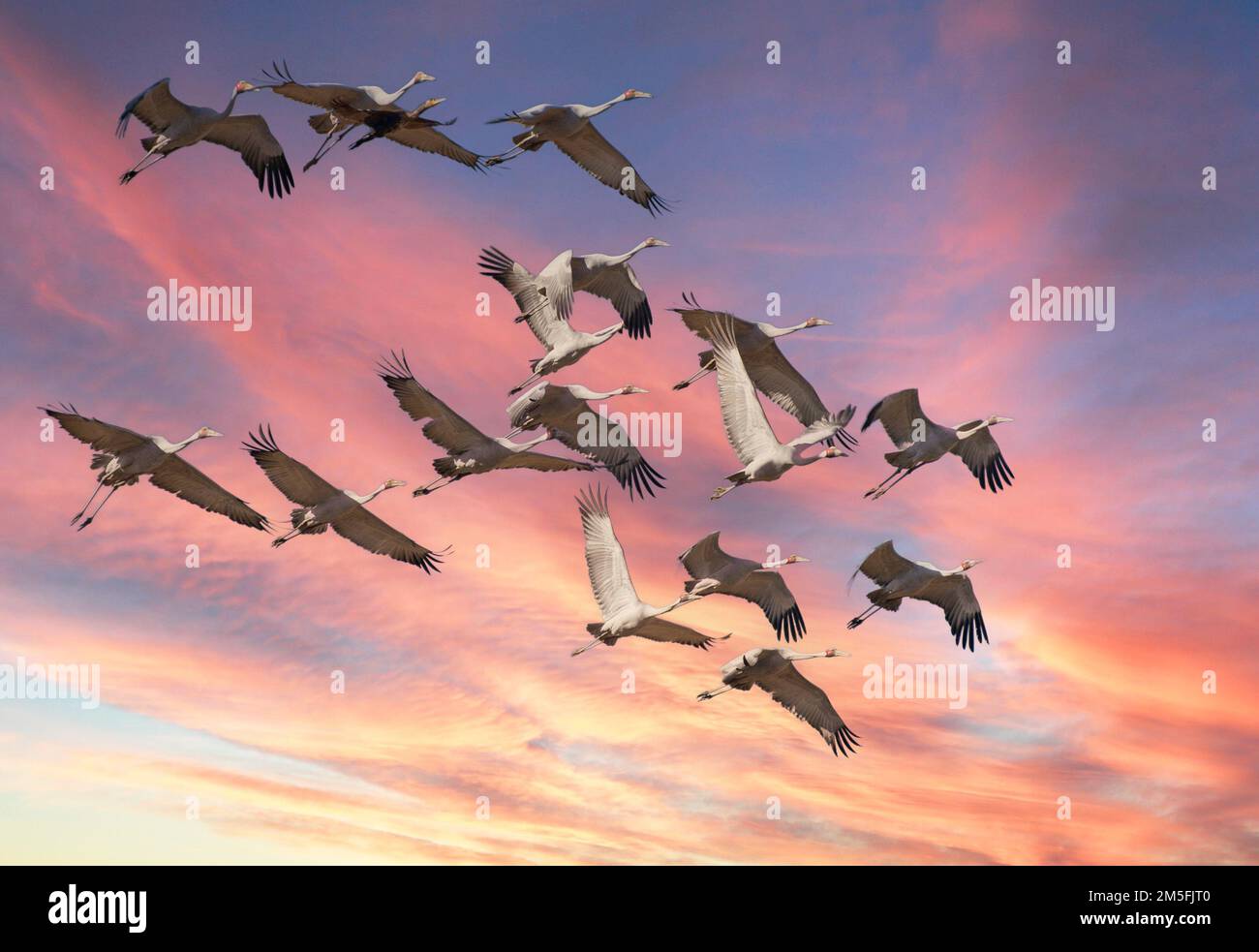 A flock of Brolga in flight over Diamantina National Park, Queensland ...