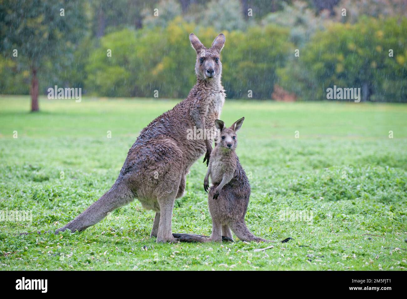 Eastern grey kangaroo with joey in the Grampians national park ...