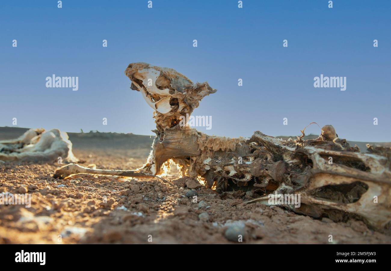 Dead animals drought hi-res stock photography and images - Alamy