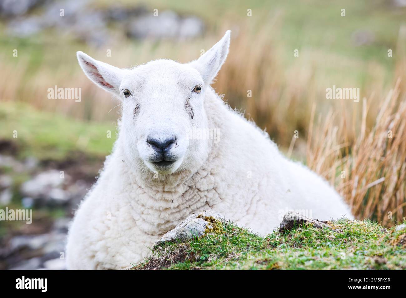 Sheep,at,Achmelvich,Achmelvich Beach,sand,sandy,beach,NC500,North Coast ...