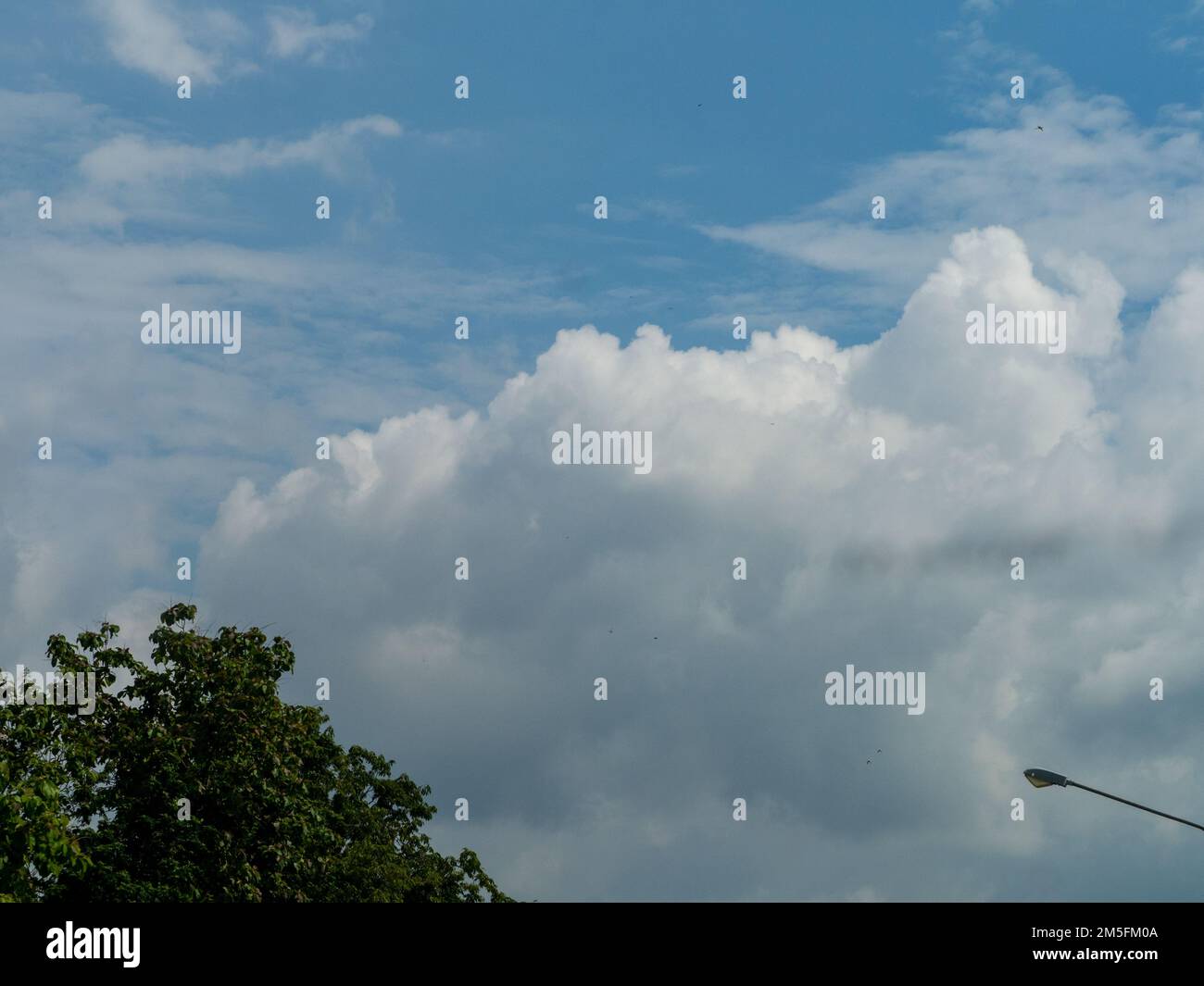 background is sky and tree at Thailand Stock Photo - Alamy