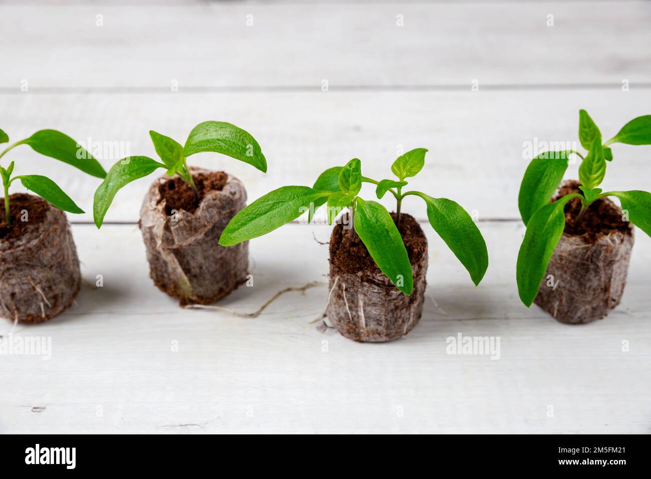 Roots of the bell pepper seedlings are well developed in a peat tablet ...