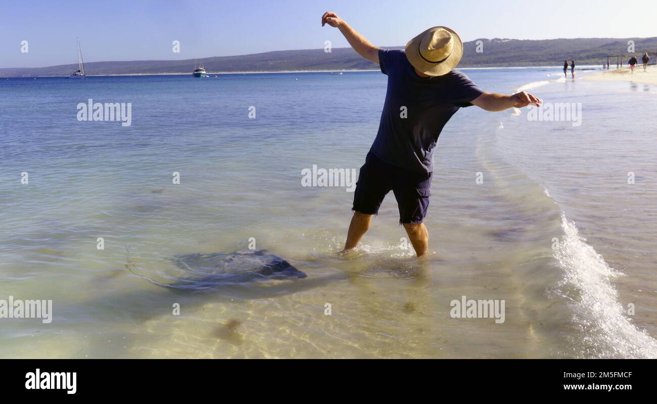 Man startled by stingray, Hamelin Bay, Leeuwin-Naturaliste National ...
