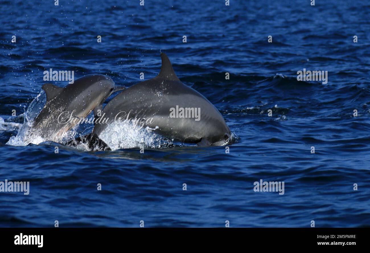 Dolphin Watching in Kalpitiya, Sri Lanka Stock Photo - Alamy