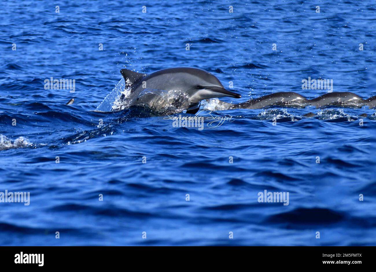 Kalpitiya whale hi-res stock photography and images - Alamy