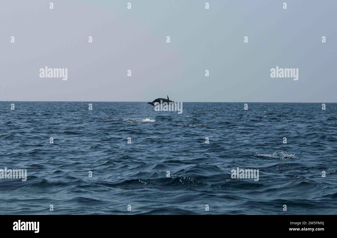 Kalpitiya sri lanka dolphins hi-res stock photography and images - Alamy