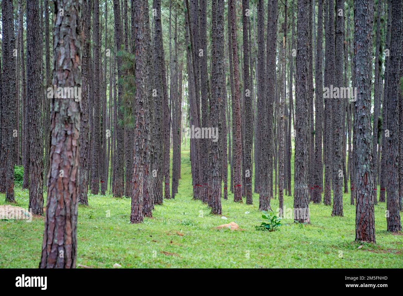 Pine trees grow nice and tidy in lines with equal spaces between lines ...