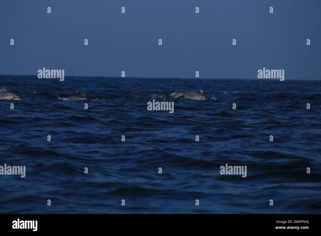 Dolphin Watching in Kalpitiya, Sri Lanka Stock Photo - Alamy
