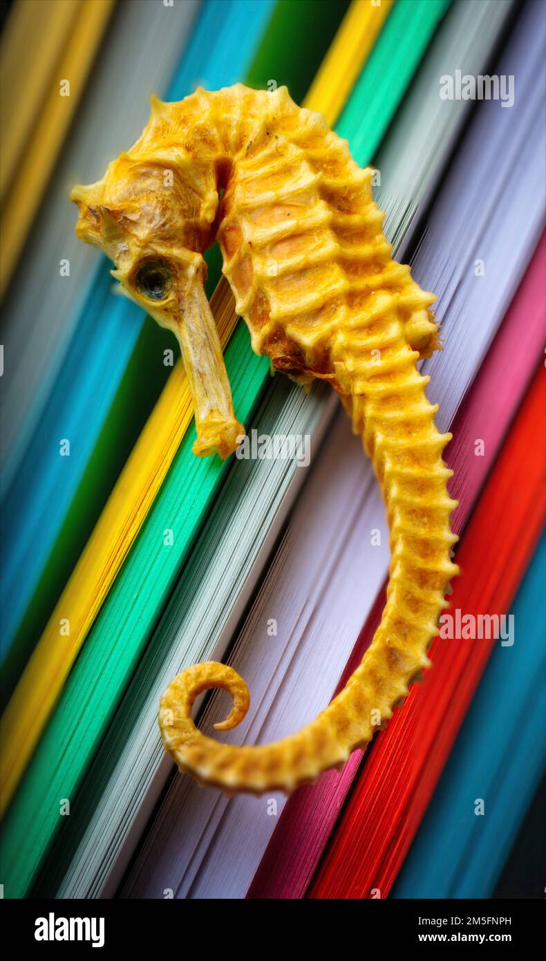 Seahorse On Colored Paper Still Life Stock Photo - Alamy
