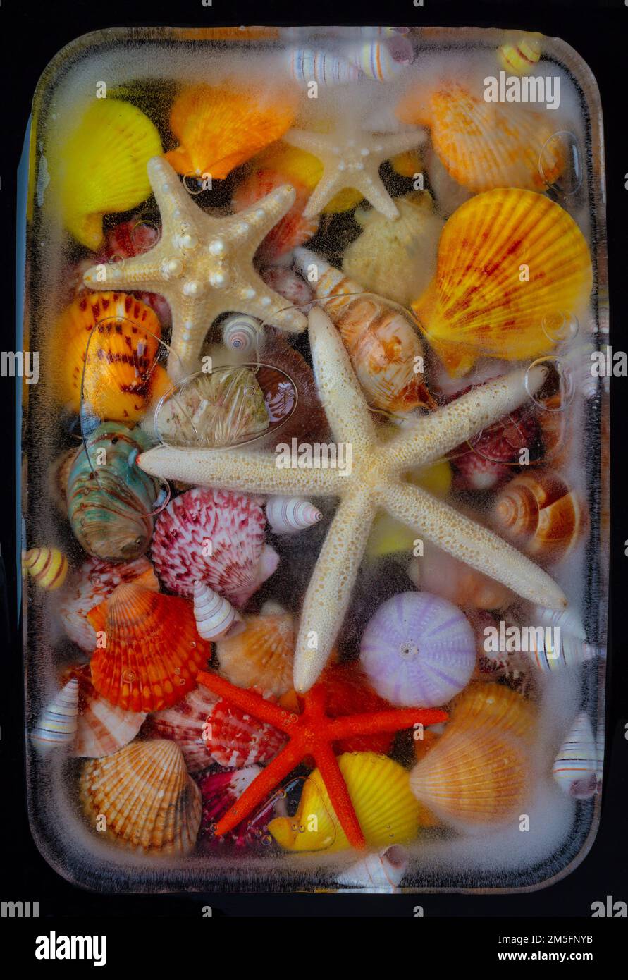 Frozen Stars and seashells in a block of ice, still life Stock Photo ...