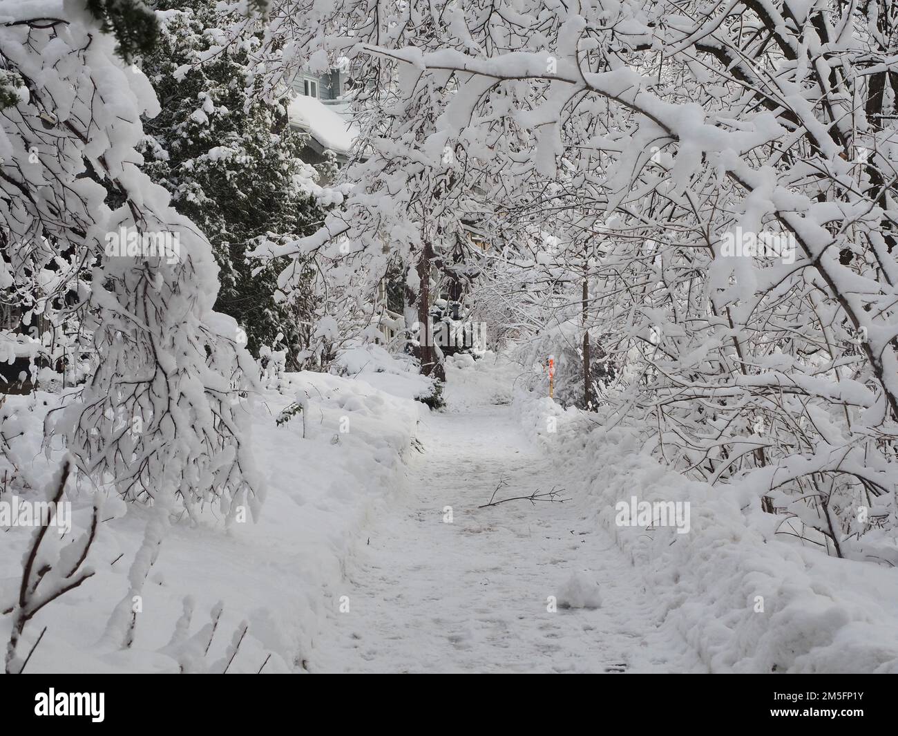 Canadian snow scene the week before Christmas. Glebe neighbourhood ...