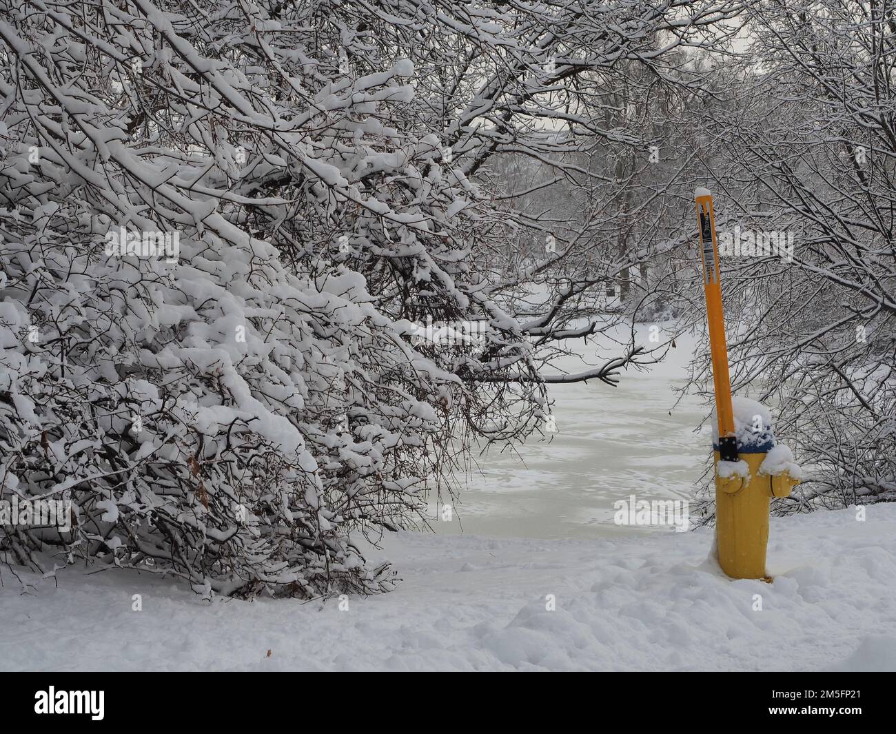 Canadian snow scene the week before Christmas. Fire hydrant by a very ...