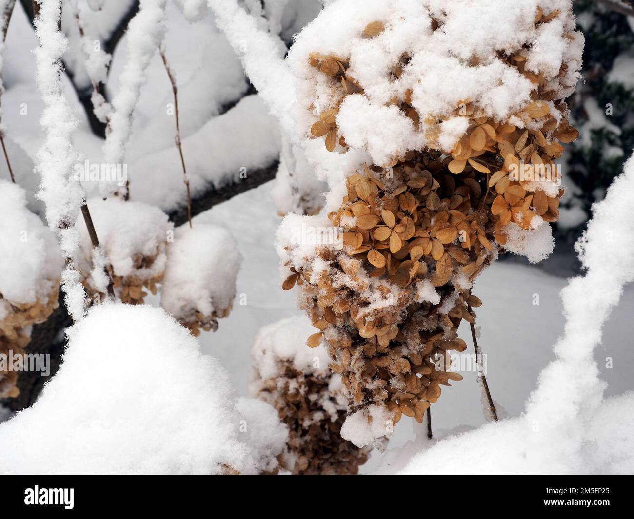 Canadian snow scene the week before Christmas. Lovely brown dried ...