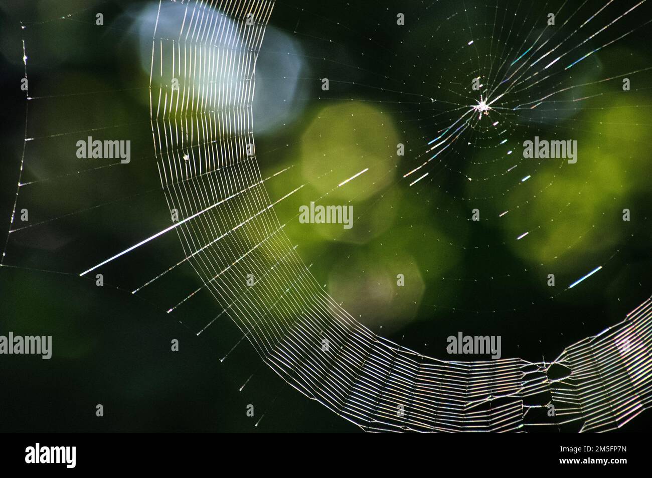 Translucent spiders hi-res stock photography and images - Alamy