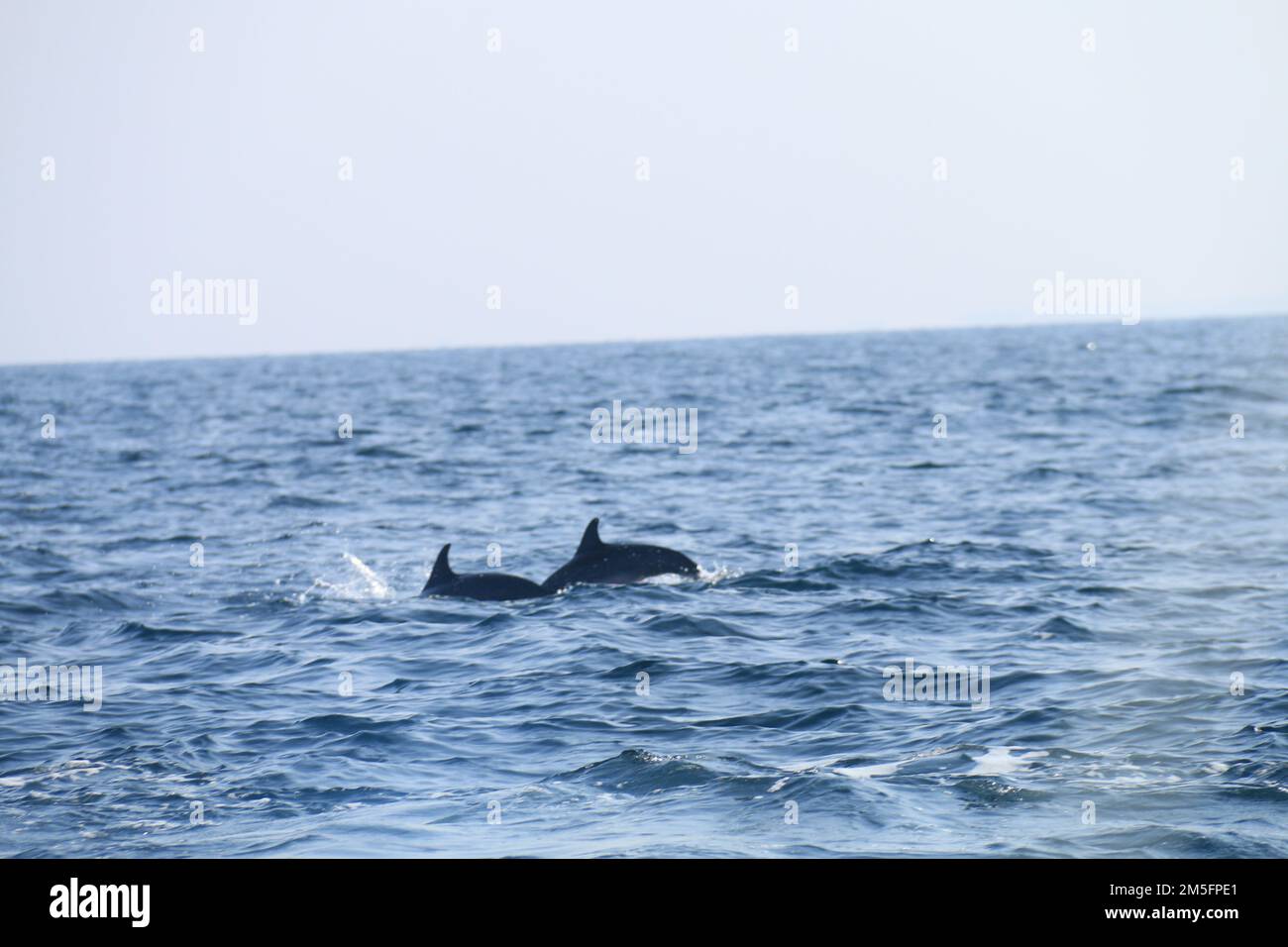 Dolphin Watching in Kalpitiya, Sri Lanka Stock Photo - Alamy