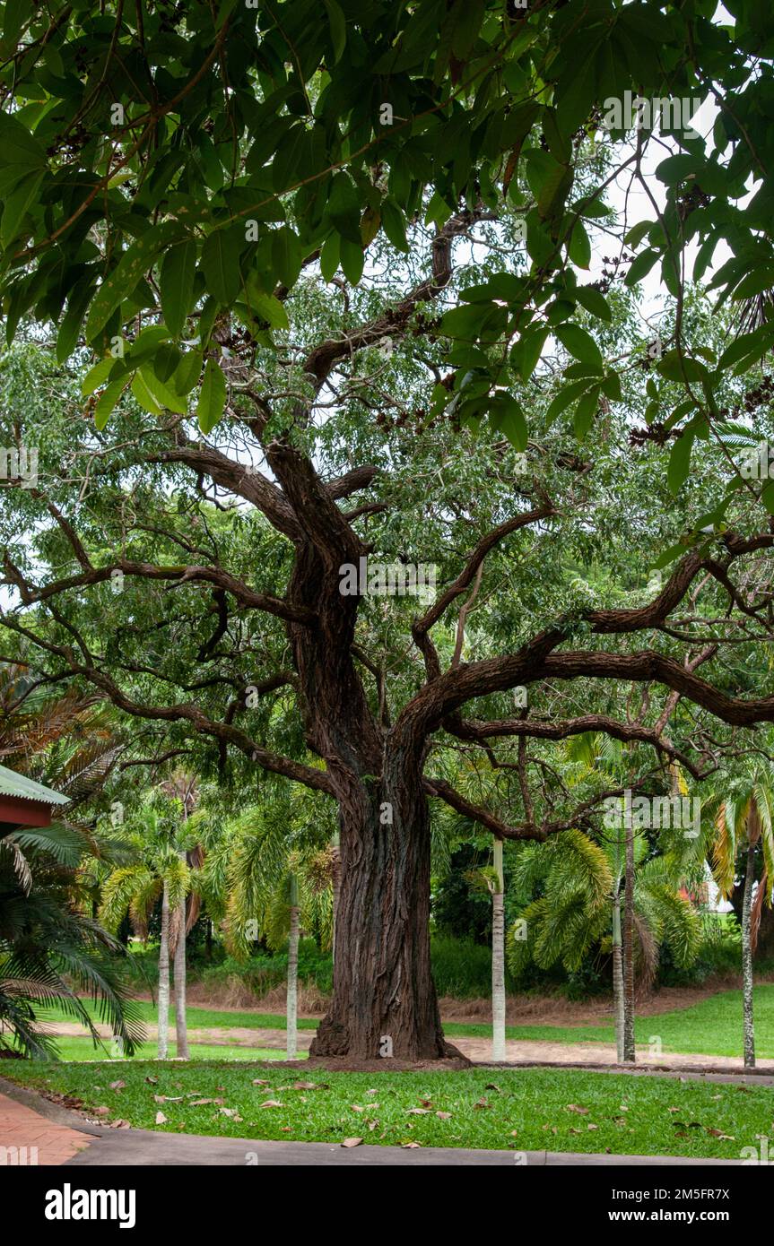 Tree branches graphic hi-res stock photography and images - Alamy