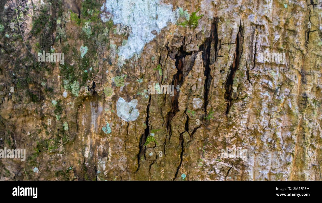 amazing bark texture as background Stock Photo - Alamy