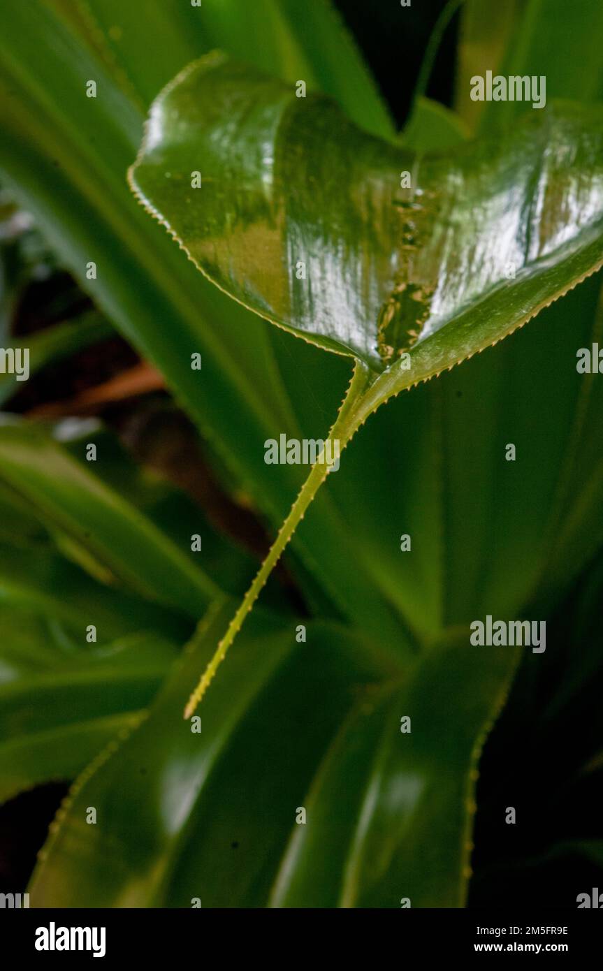 Leaf tip spike Stock Photo - Alamy