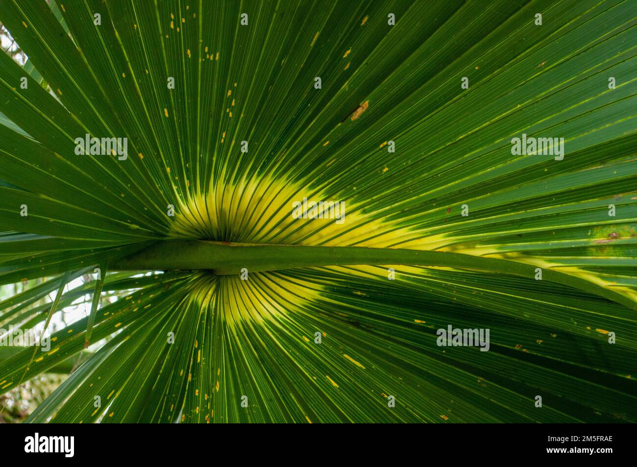Palm Frond, backlit, pattern Stock Photo - Alamy