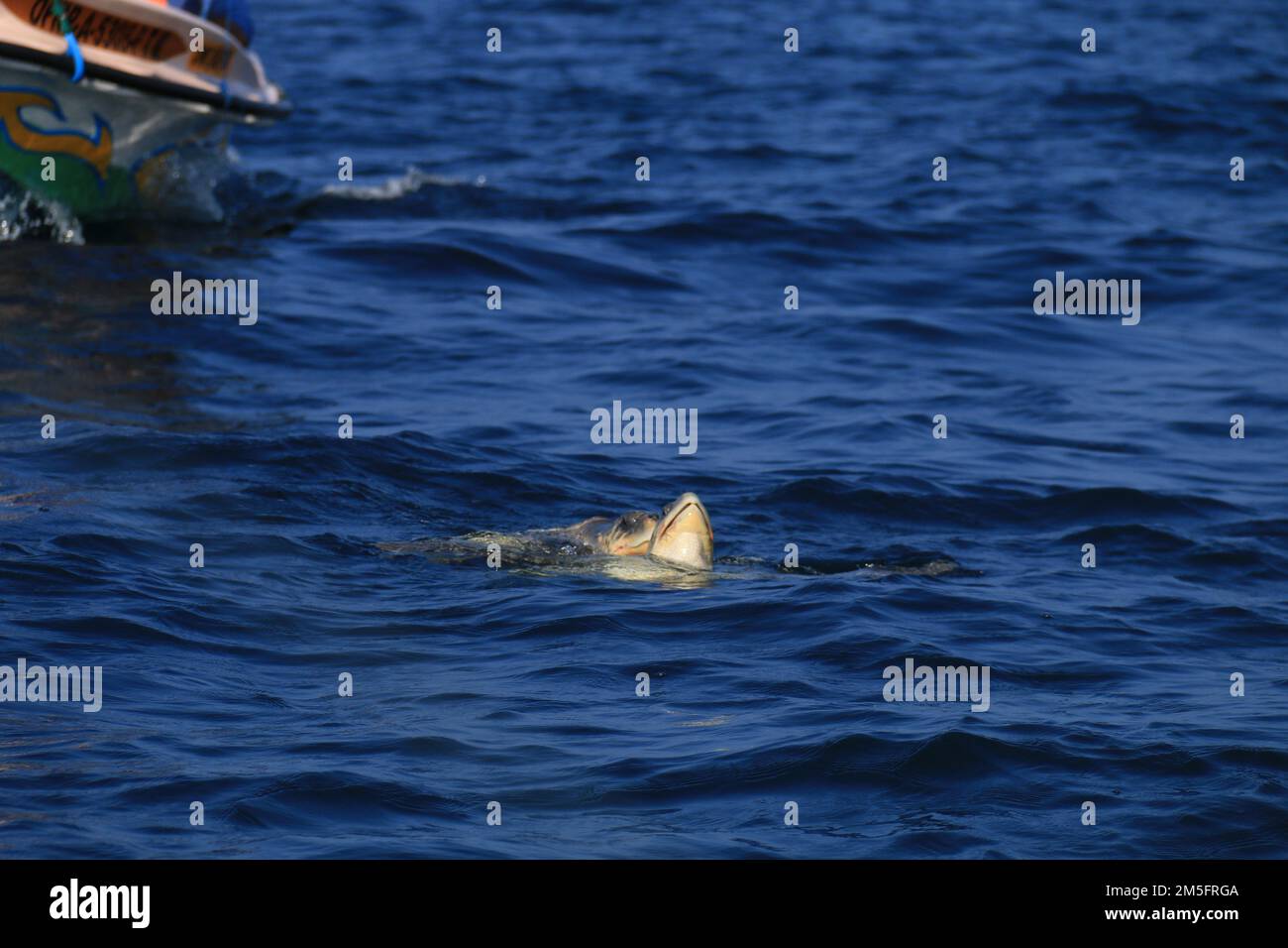 Dolphin Watching in Kalpitiya, Sri Lanka Stock Photo - Alamy