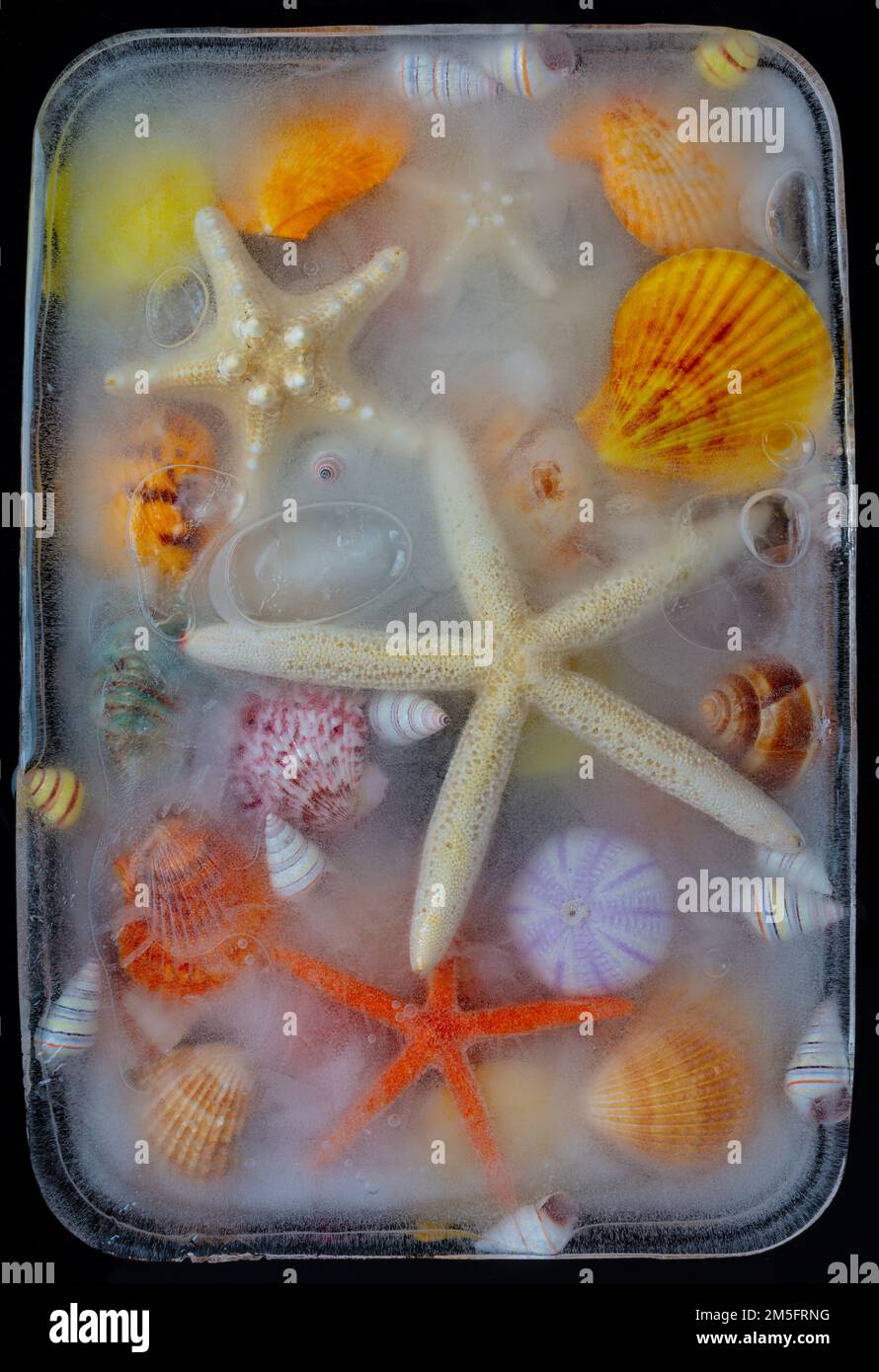 Frozen Stars Two Still Life Stock Photo - Alamy