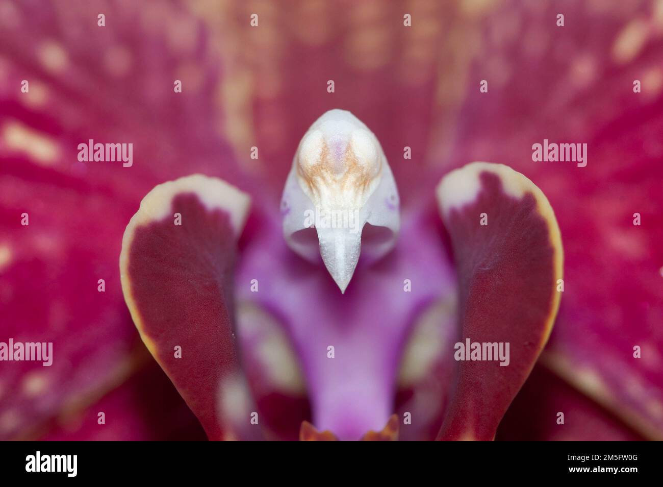 Close up of Phalaenopsis orchid column and lip Stock Photo - Alamy