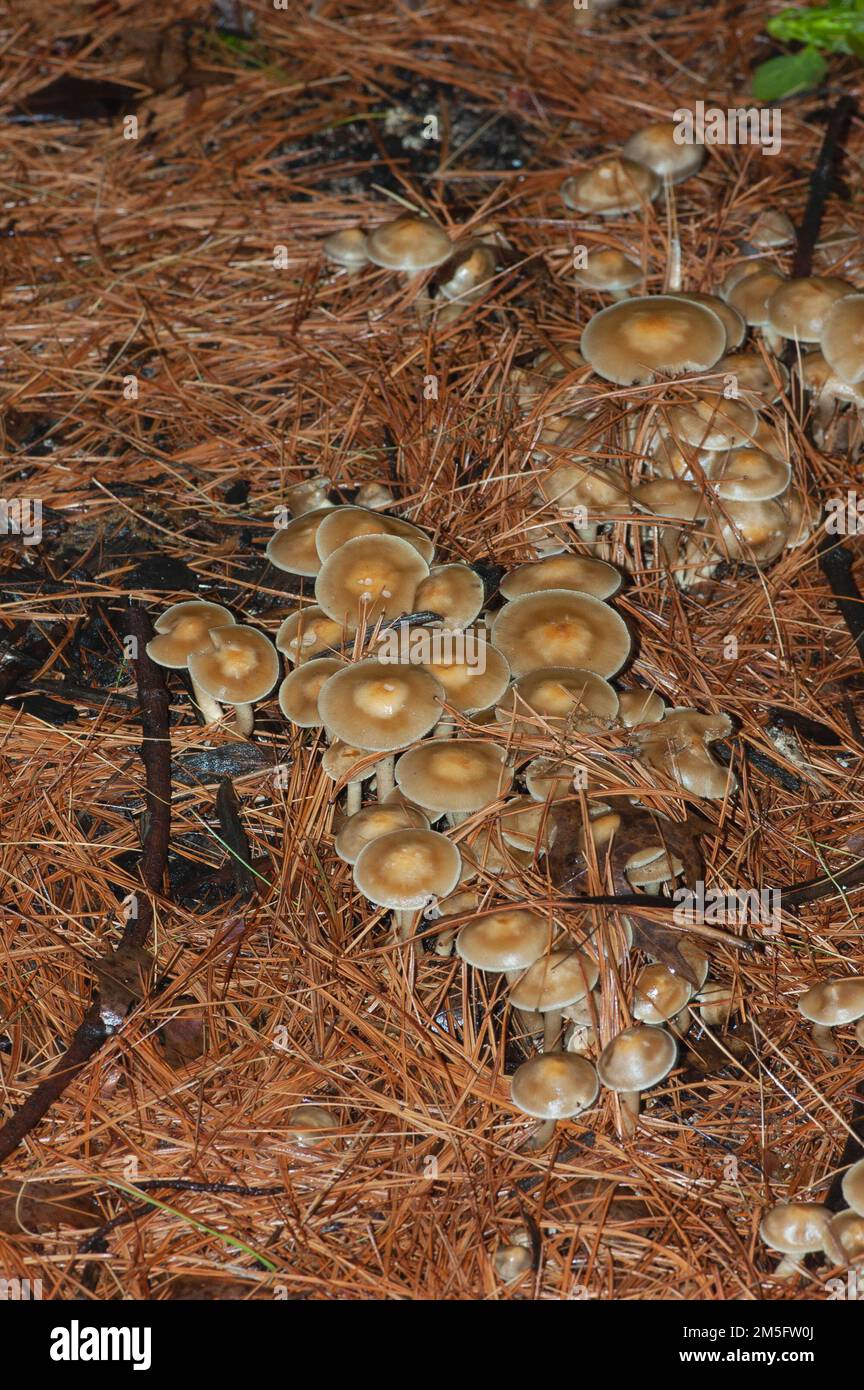 Psilocybe cyanescens fruiting bodies in a mulched area of a yard in ...