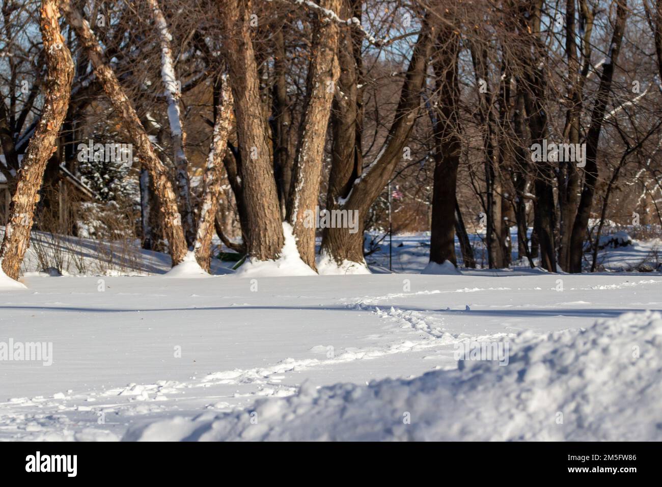 Landscape view of a snow covered lawn with deer tracks after a fresh ...