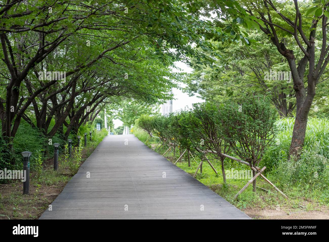 Walking path with tree along the way. Seoul Forest in Seoul, South ...