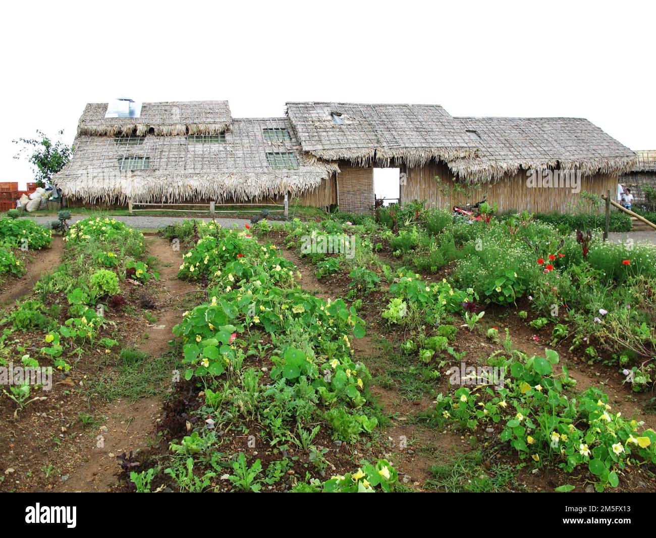 View landscape cultivating of thai farmer people grow vegetables garden ...