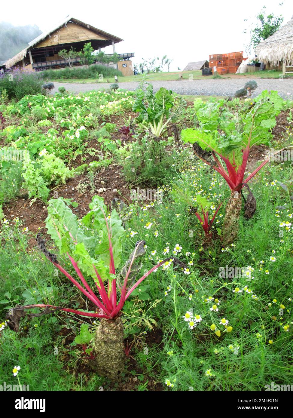 View landscape cultivating of thai farmer people grow vegetables garden ...
