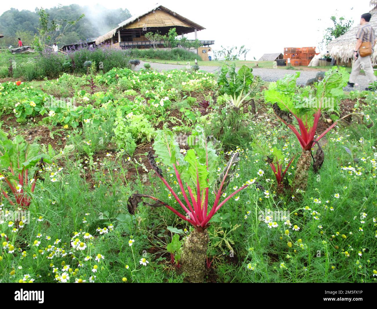 View landscape cultivating of thai farmer people grow vegetables garden ...