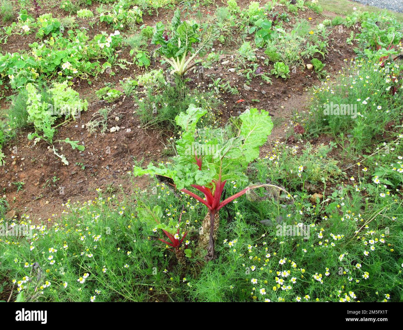 View landscape cultivating of thai farmer people grow vegetables garden ...