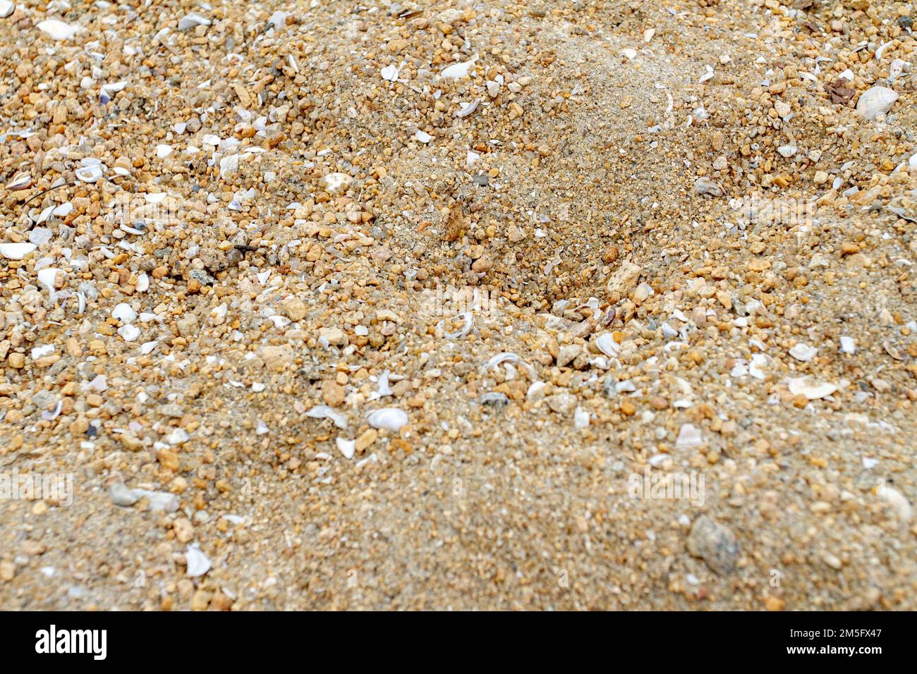 Sand with shells on a beach in Rio de Janeiro Stock Photo - Alamy