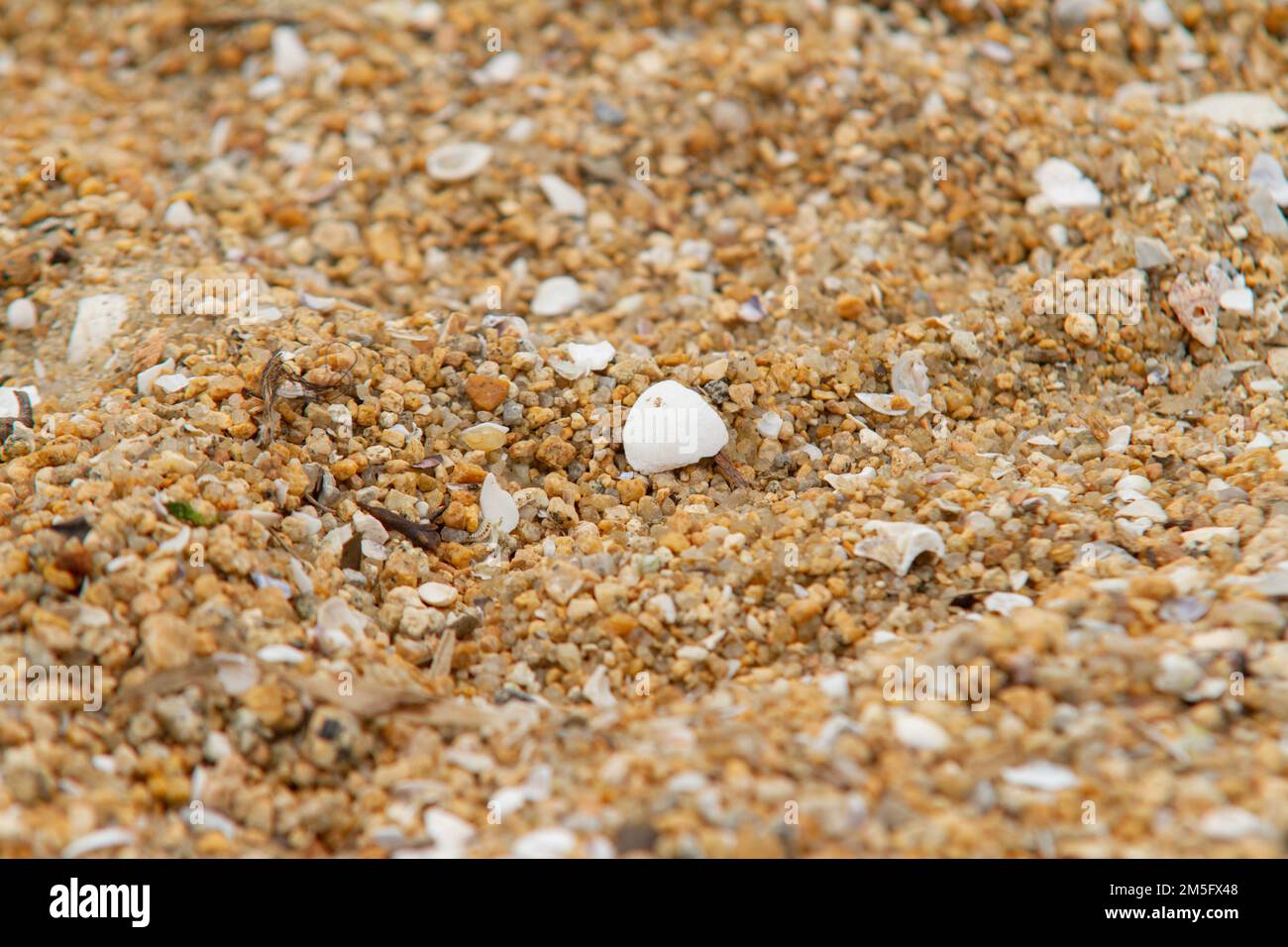 Beach scene shells starfish hi-res stock photography and images - Alamy