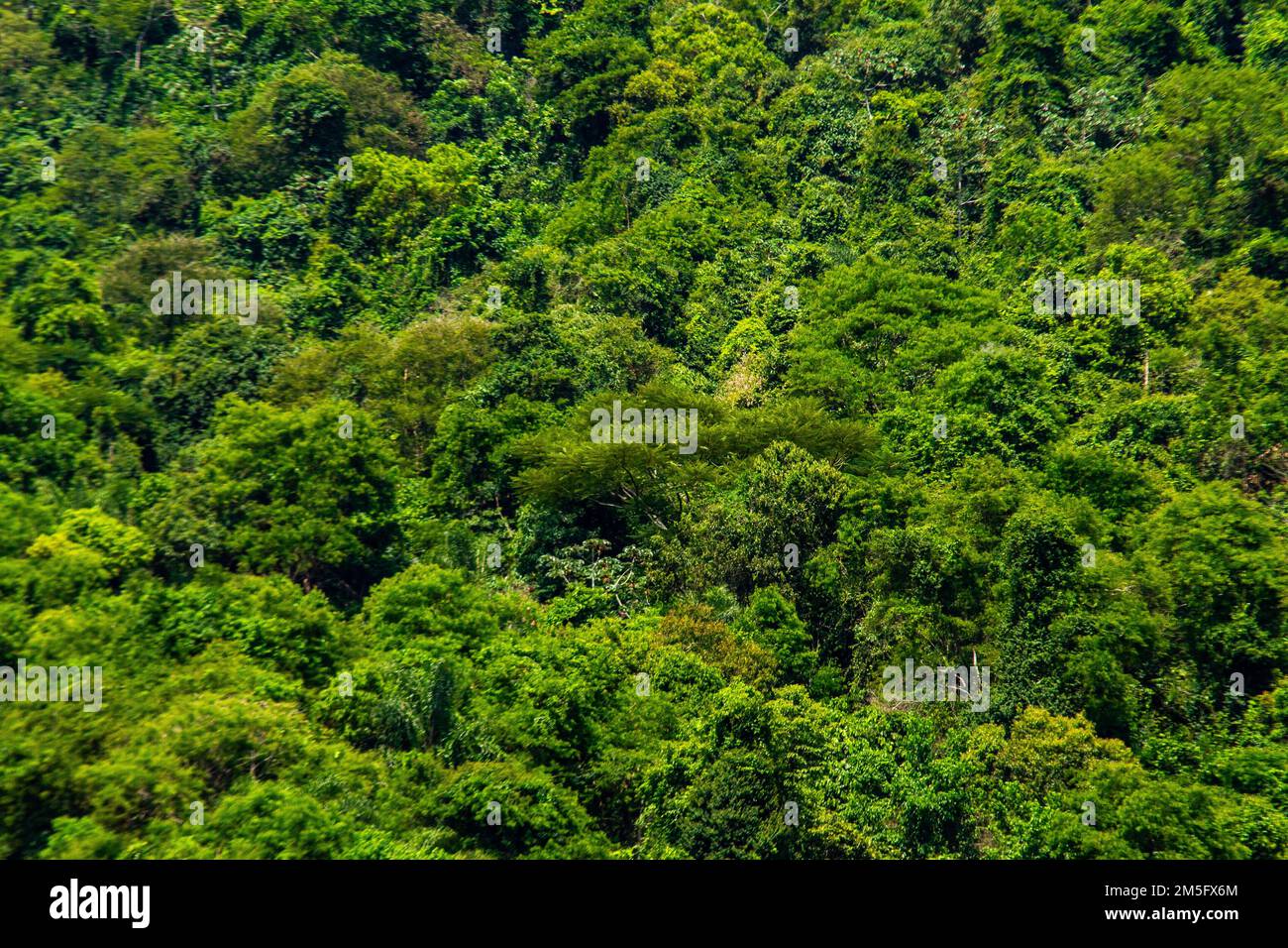 Planta de rio hi-res stock photography and images - Alamy