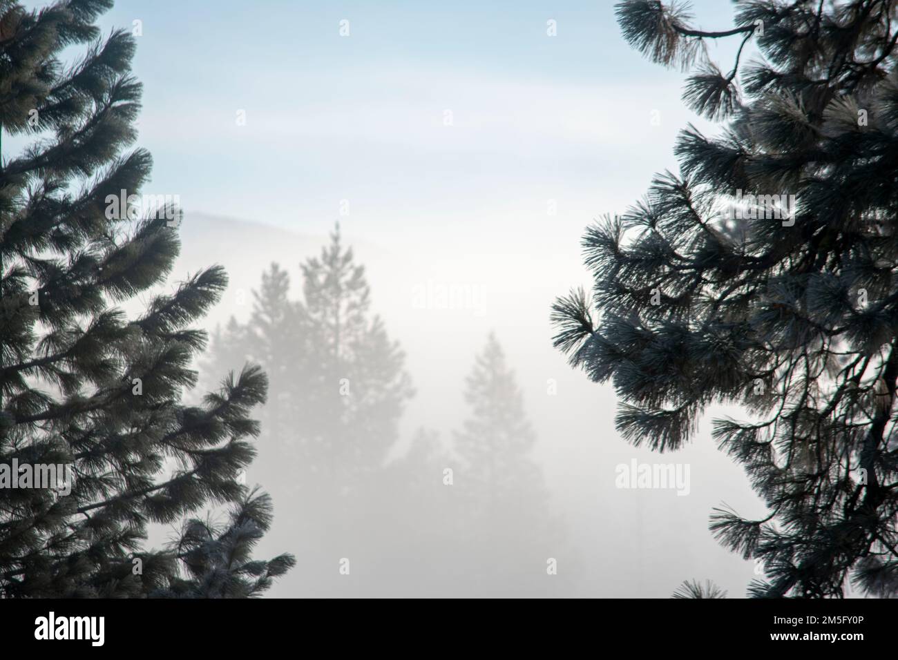 Donner State Park, is an excellent place to visit near Truckee, CA, to ...