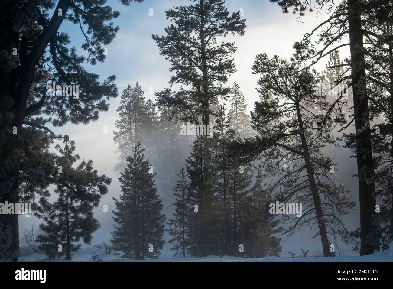 Donner State Park, is an excellent place to visit near Truckee, CA, to ...