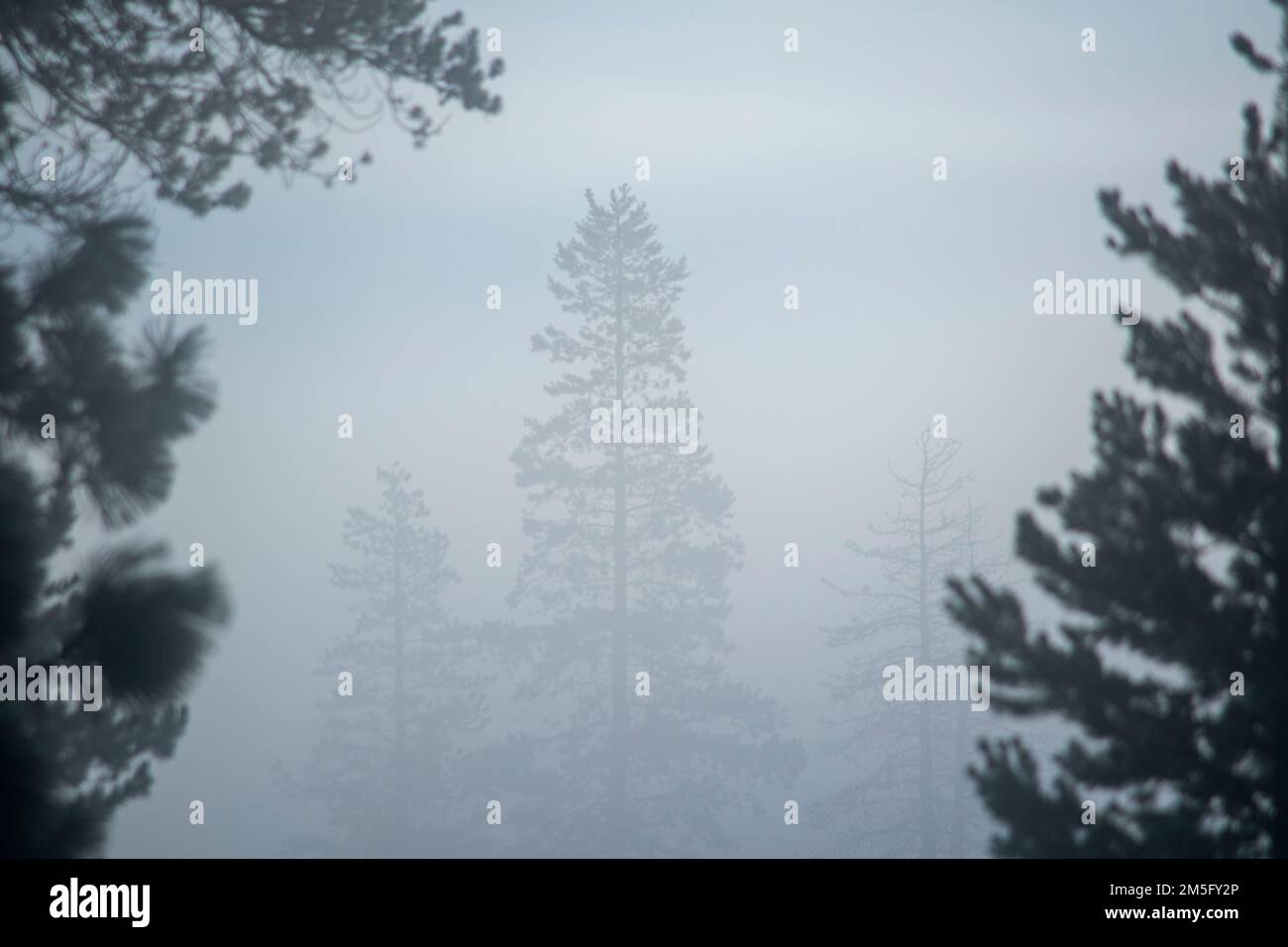 Donner State Park, is an excellent place to visit near Truckee, CA, to ...