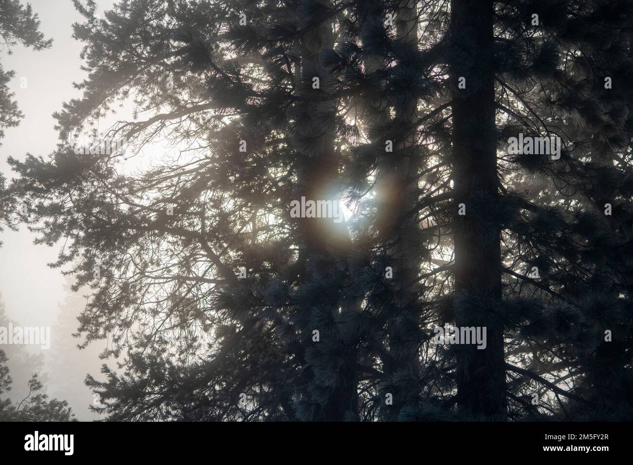 Donner State Park, is an excellent place to visit near Truckee, CA, to ...