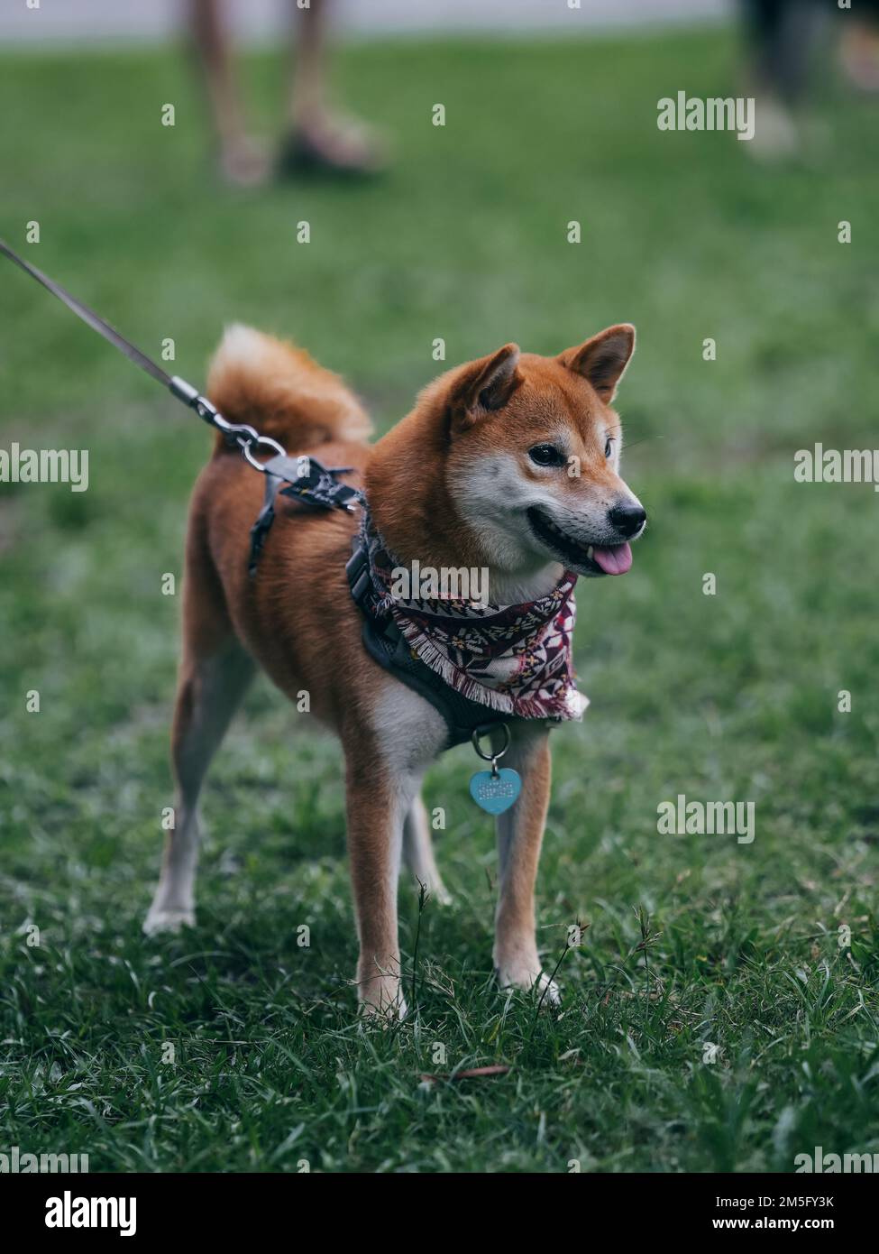 A vertical shot of cute Shiba dog with leash, name tag and scarf ...