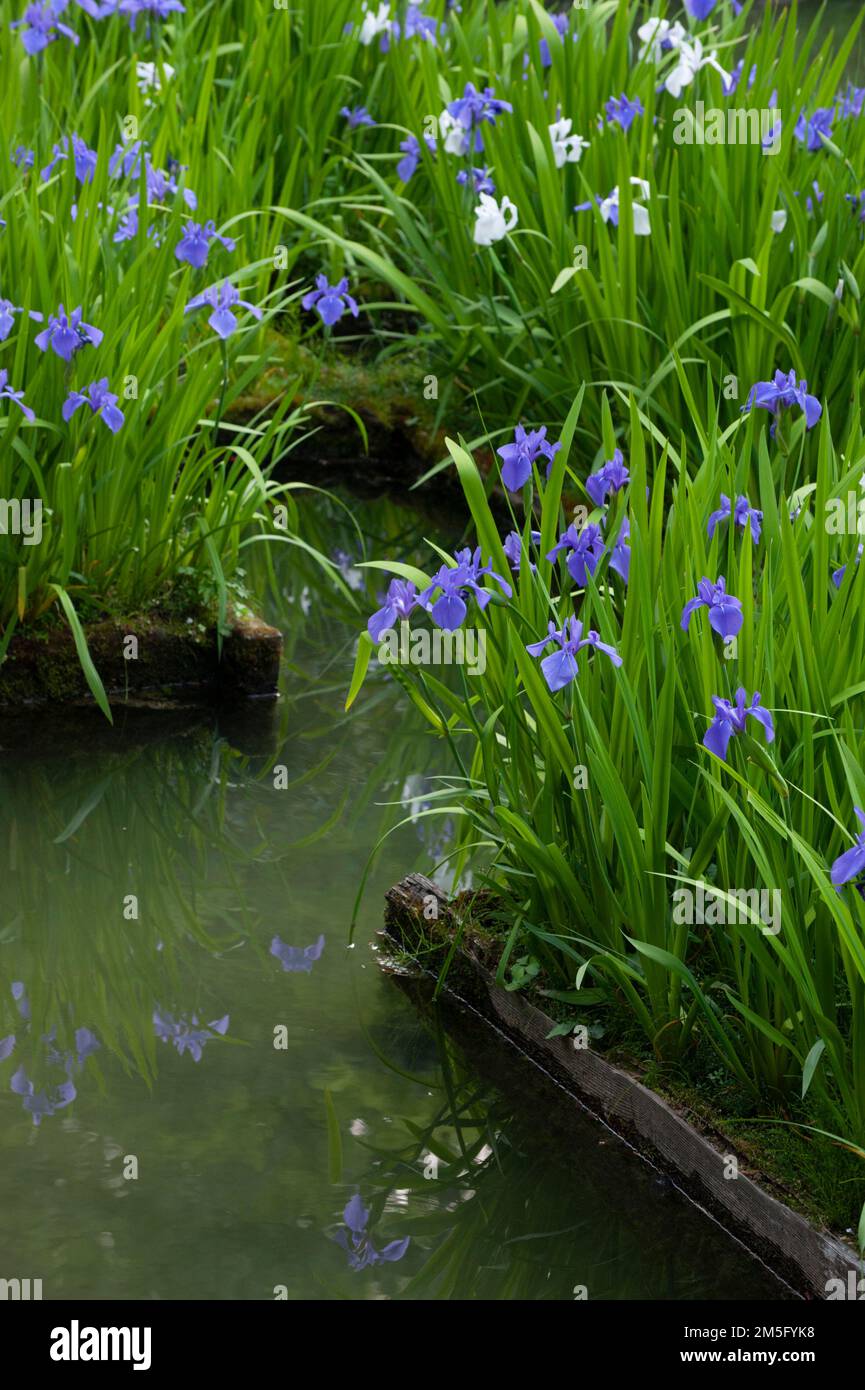 Risturin koen hi-res stock photography and images - Alamy