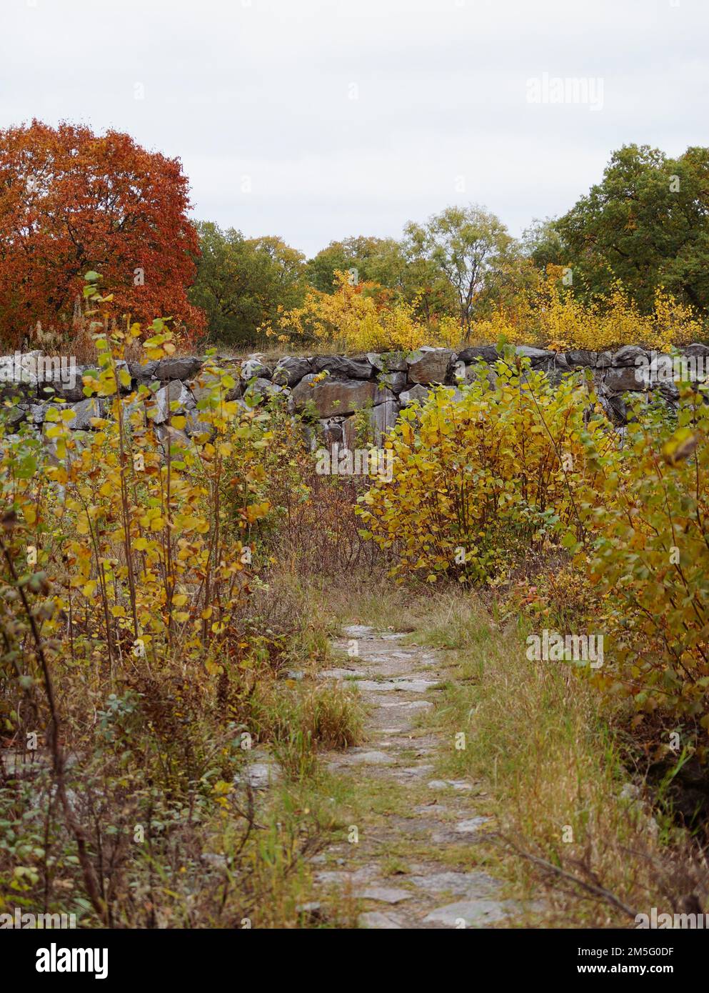 Trees growing next wall hi-res stock photography and images - Alamy