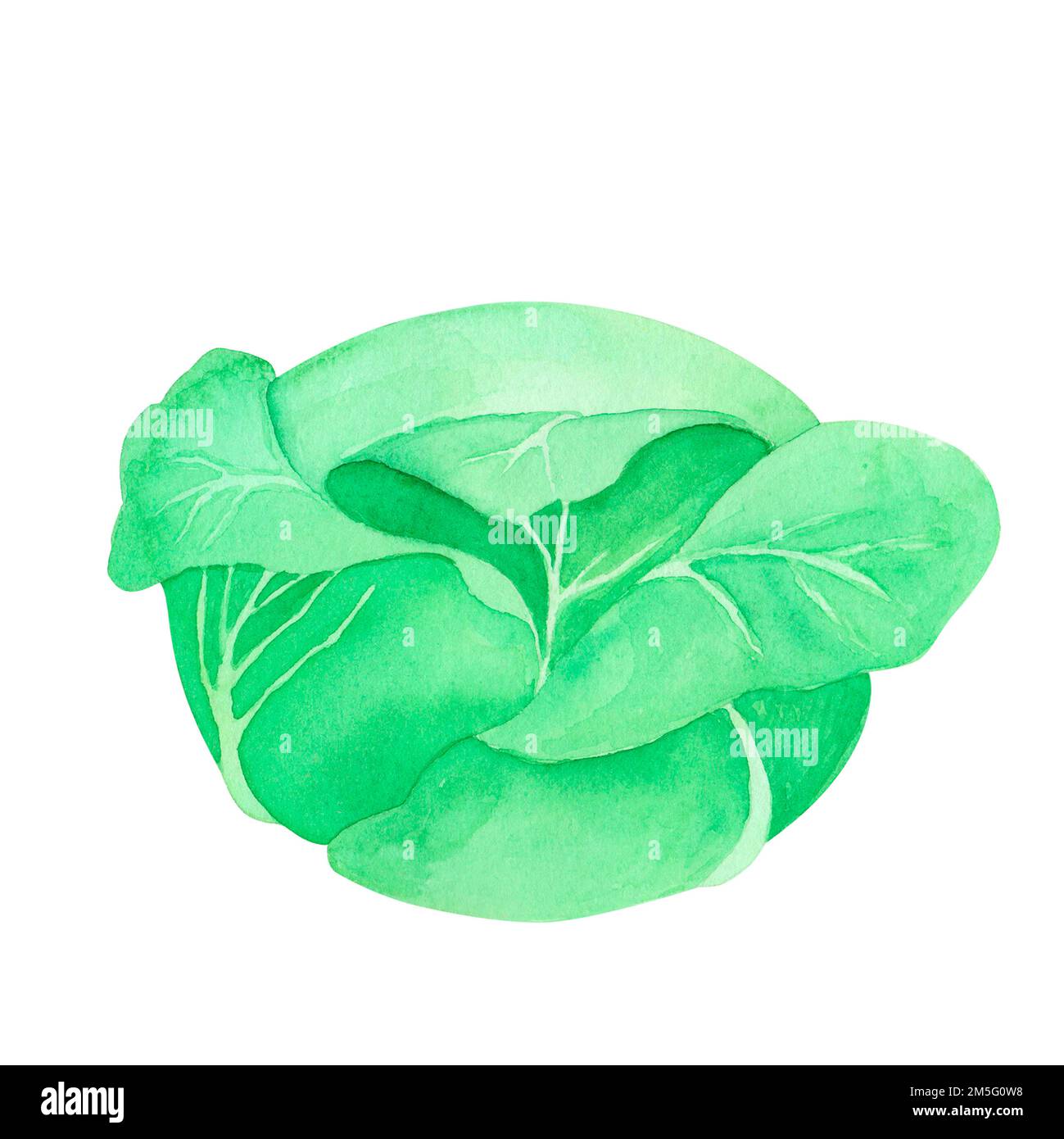 Watercolor green head cabbage botanical illustration isolated on white ...