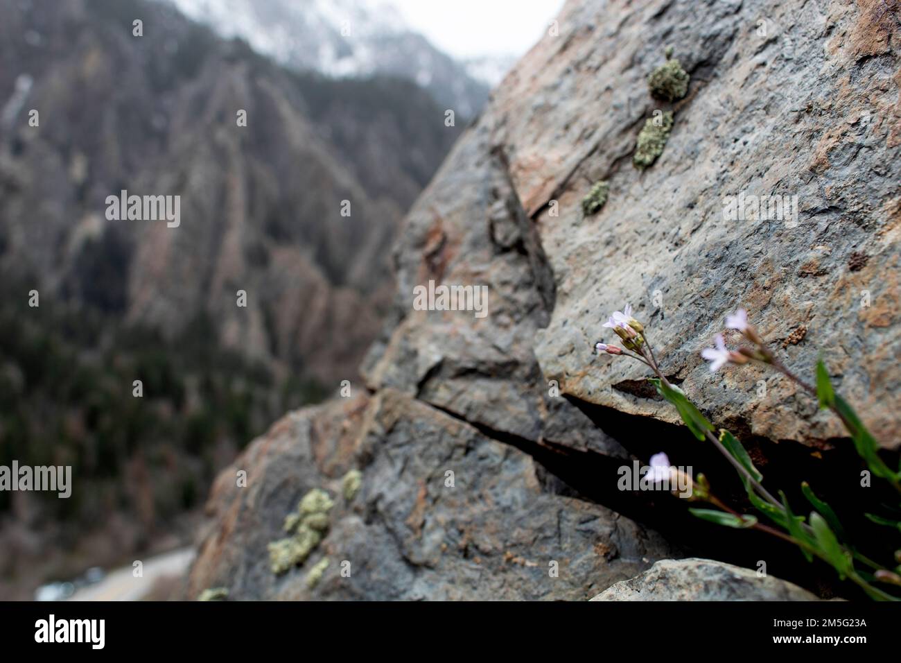 Flowers on Cliff in Big Cottonwood Canyon Utah Stock Photo - Alamy